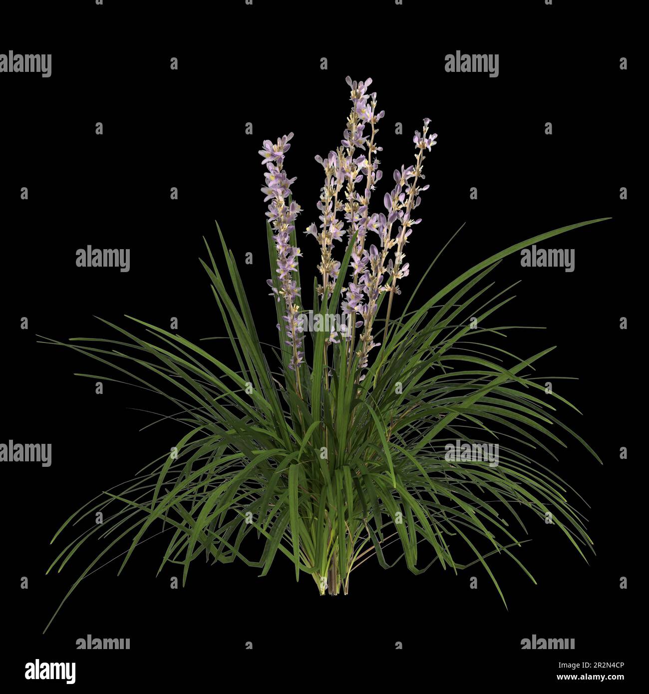 3d illustration of Lily turf plant isolated on black background Stock ...