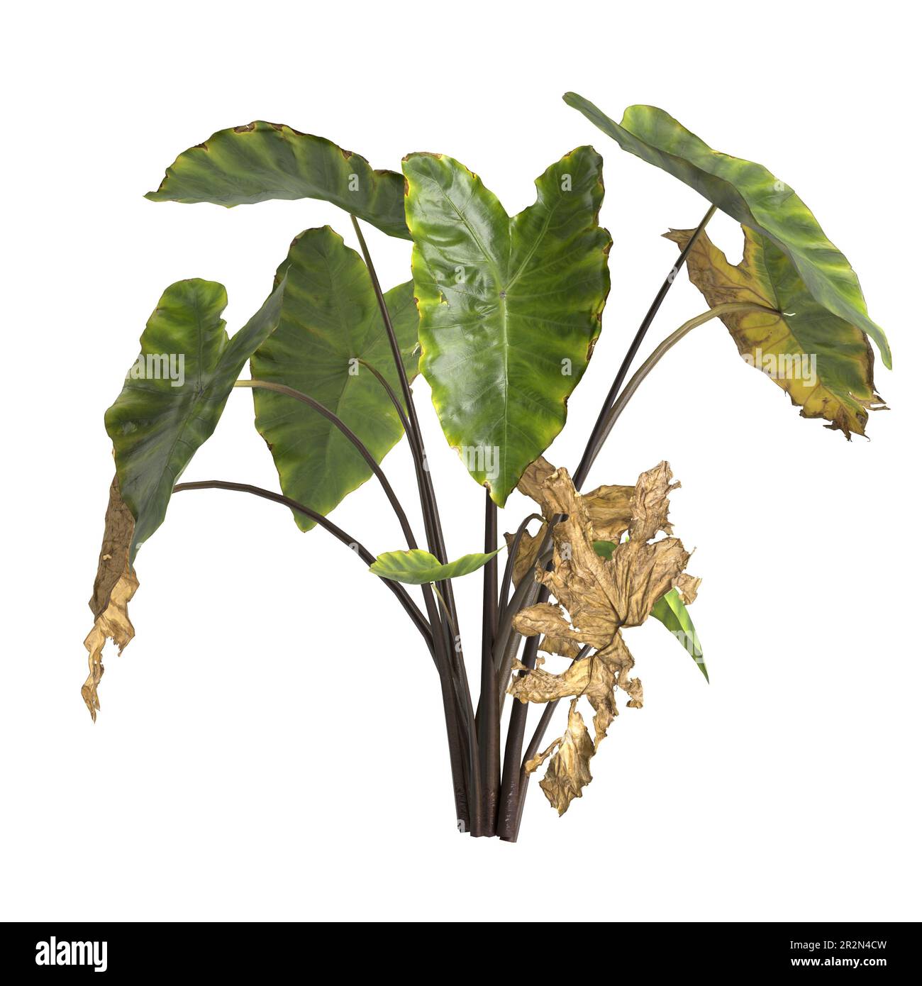 3d illustration of colocasia black stem plant isolated on white ...