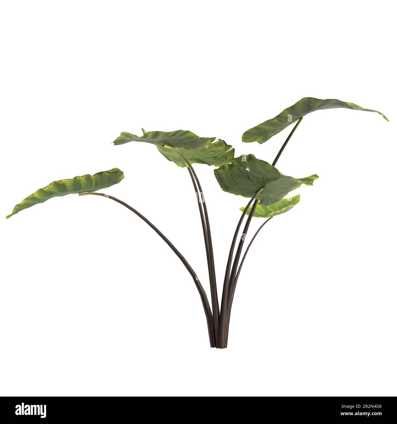 3d illustration of colocasia black stem plant isolated on white ...