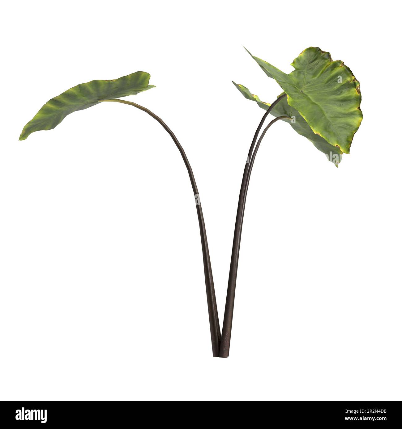 3d illustration of colocasia black stem plant isolated on white ...