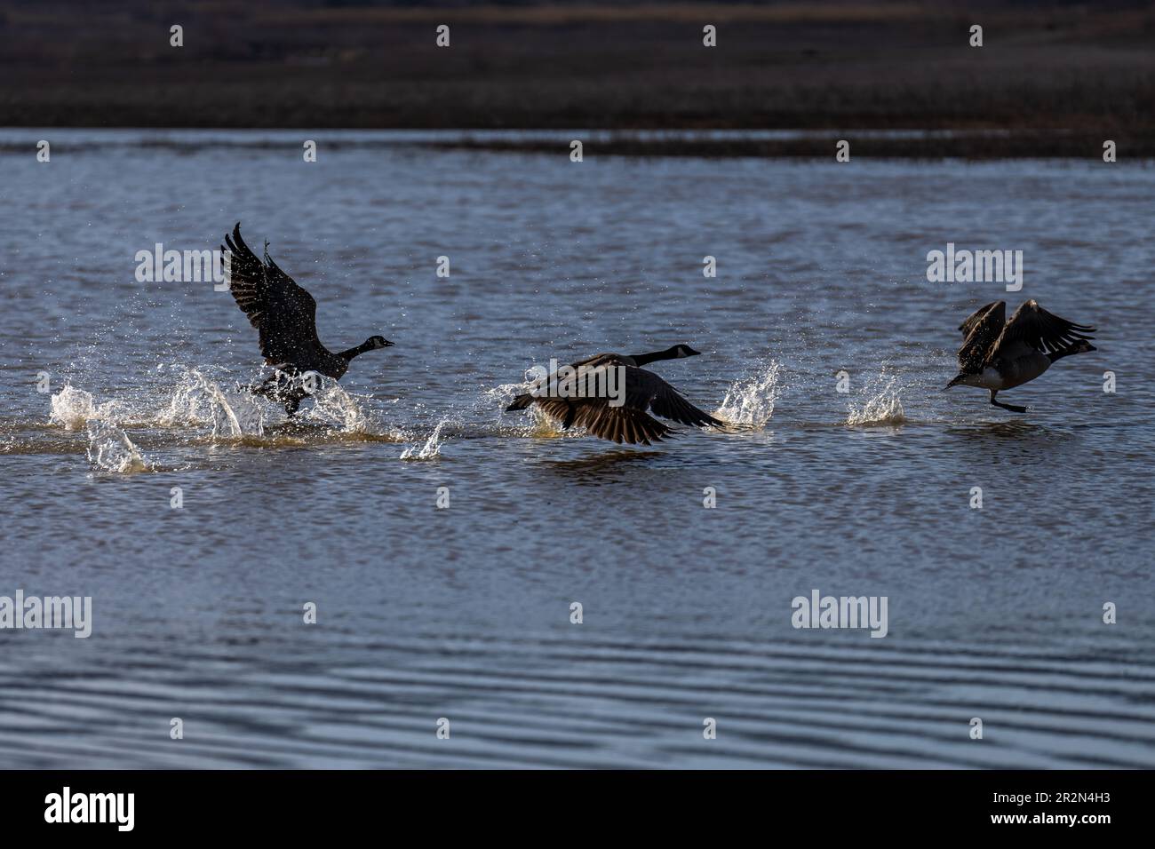 Geese flying from water hi-res stock photography and images - Alamy
