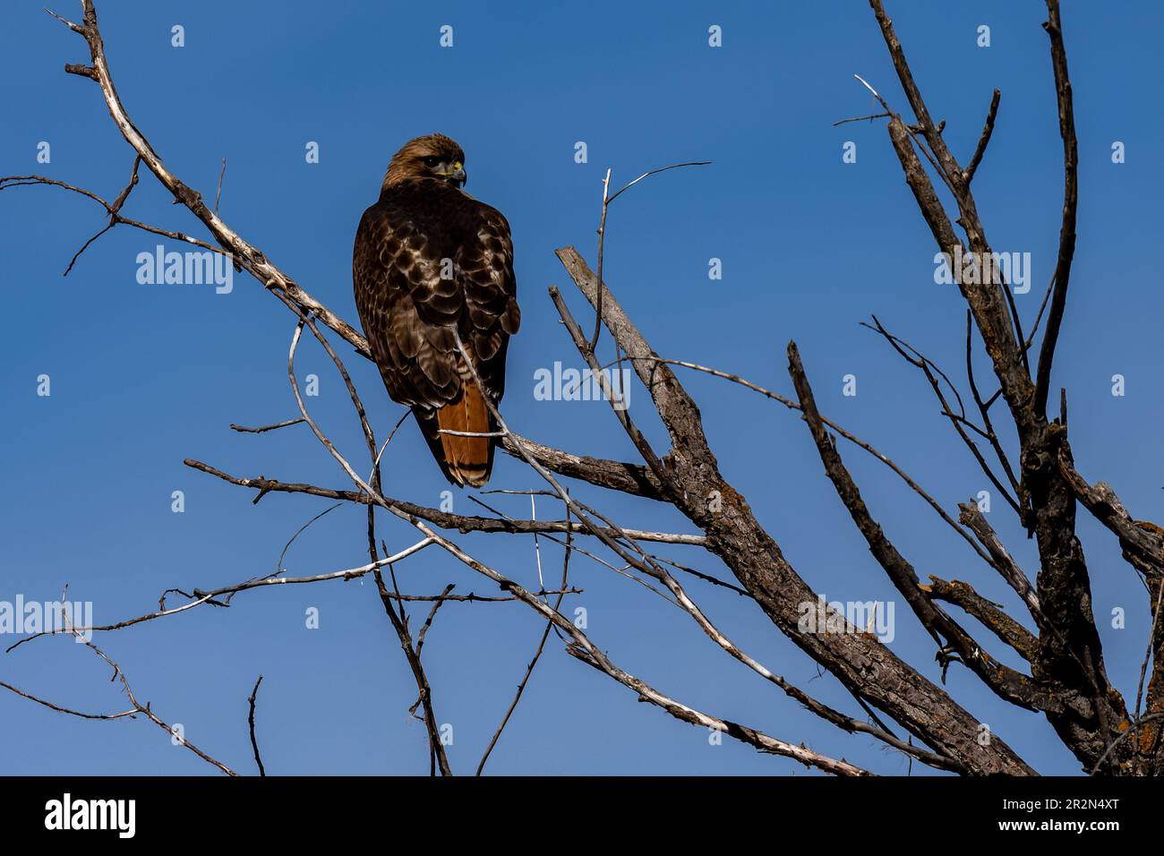 Red-tail hawk. Ashland, Oregon Stock Photo - Alamy