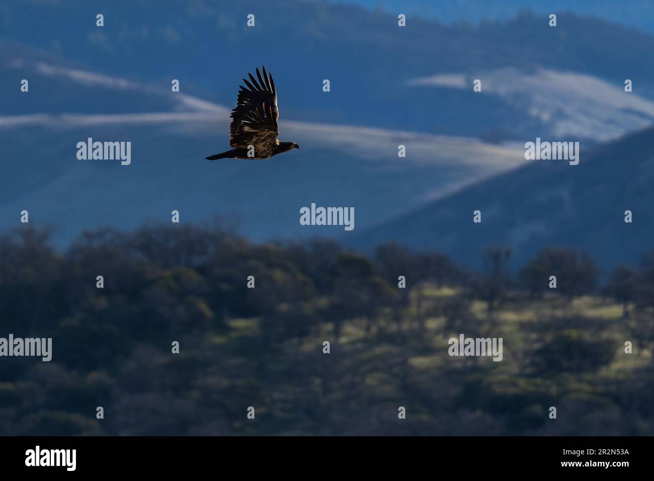 Golden eagle flying in flight. Ashland, Oregon Stock Photo - Alamy