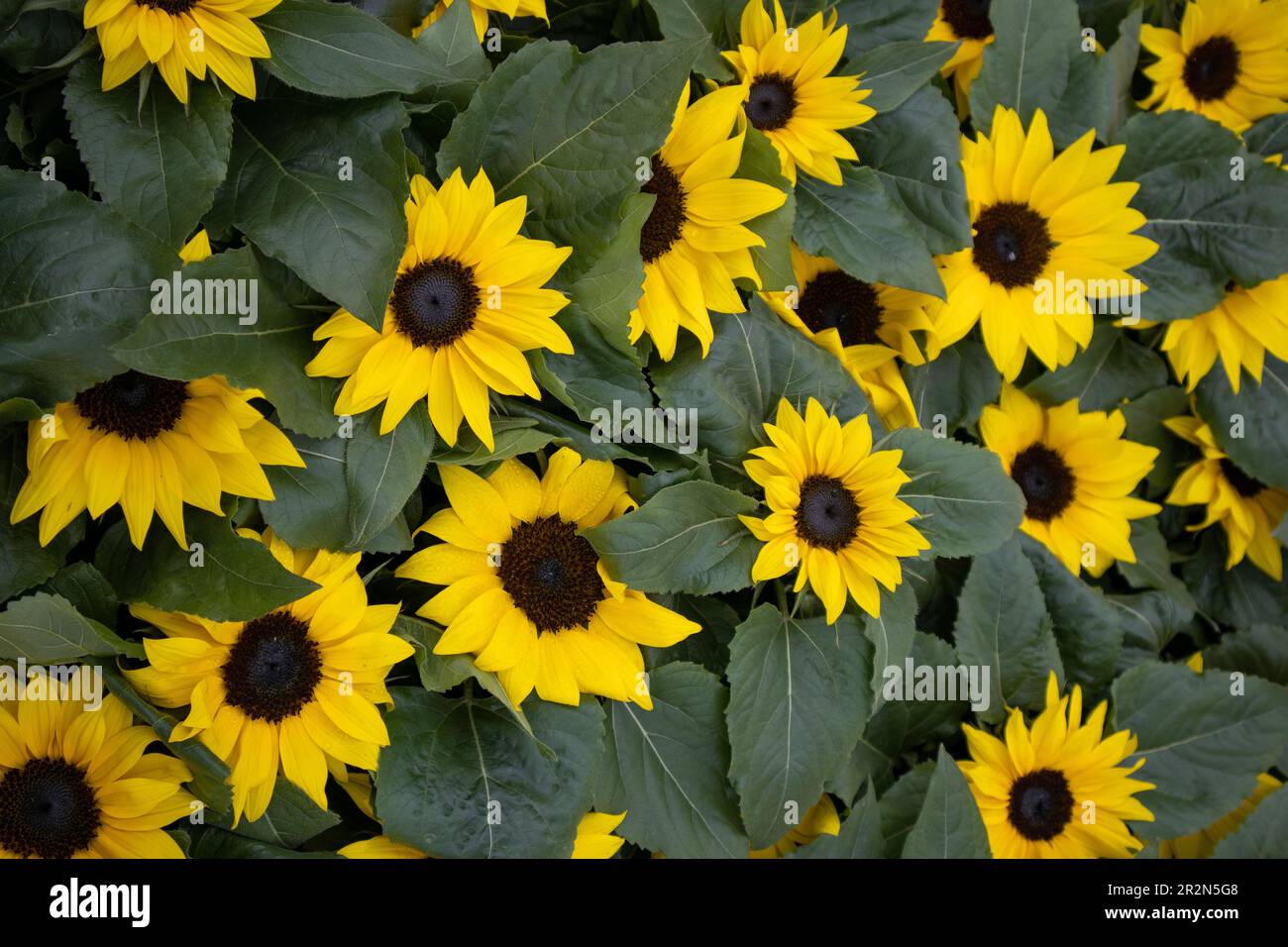 Sunflowers in garden flowers park hi-res stock photography and images - Alamy