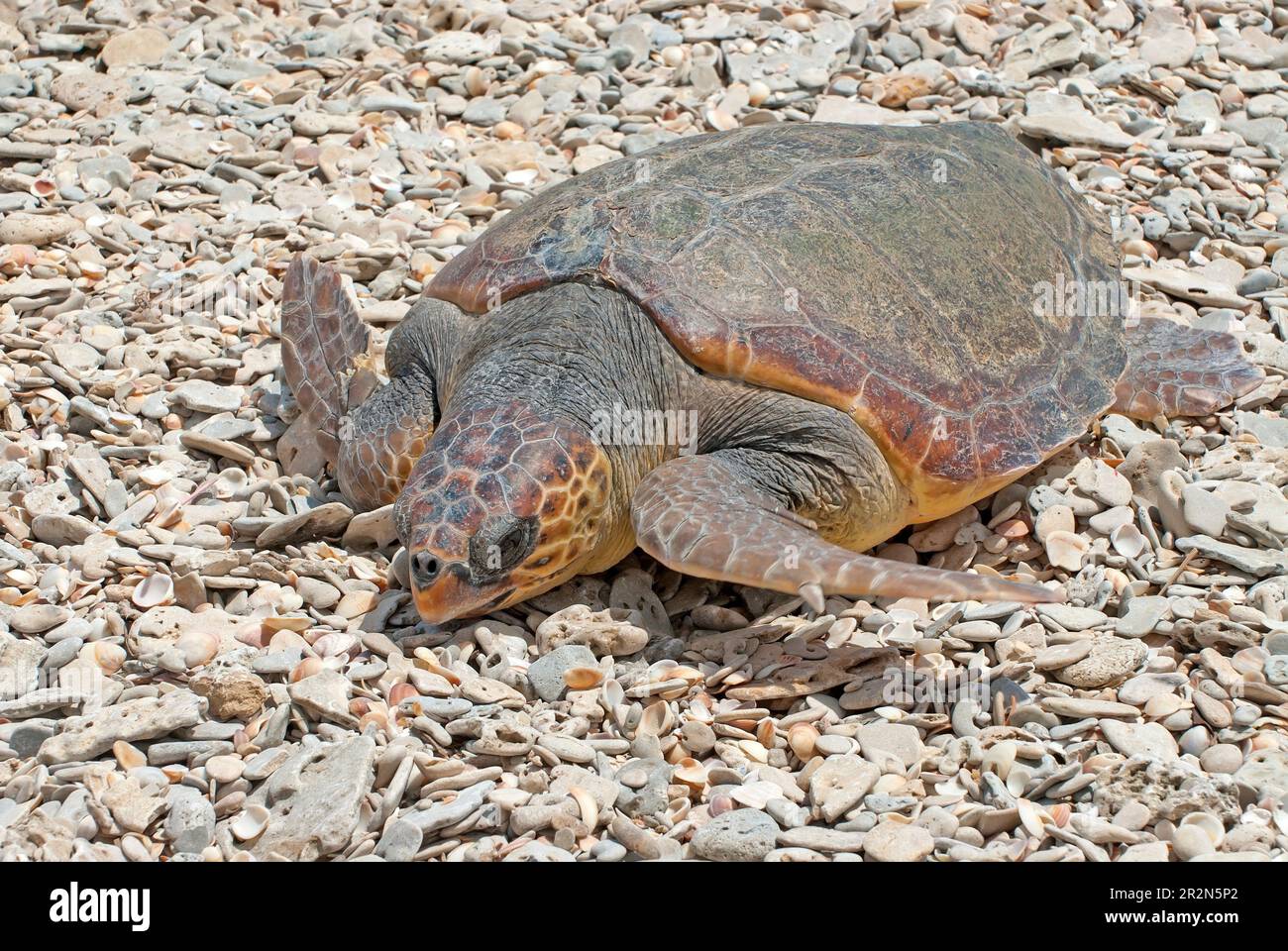 Oggerhead turtle hi-res stock photography and images - Alamy