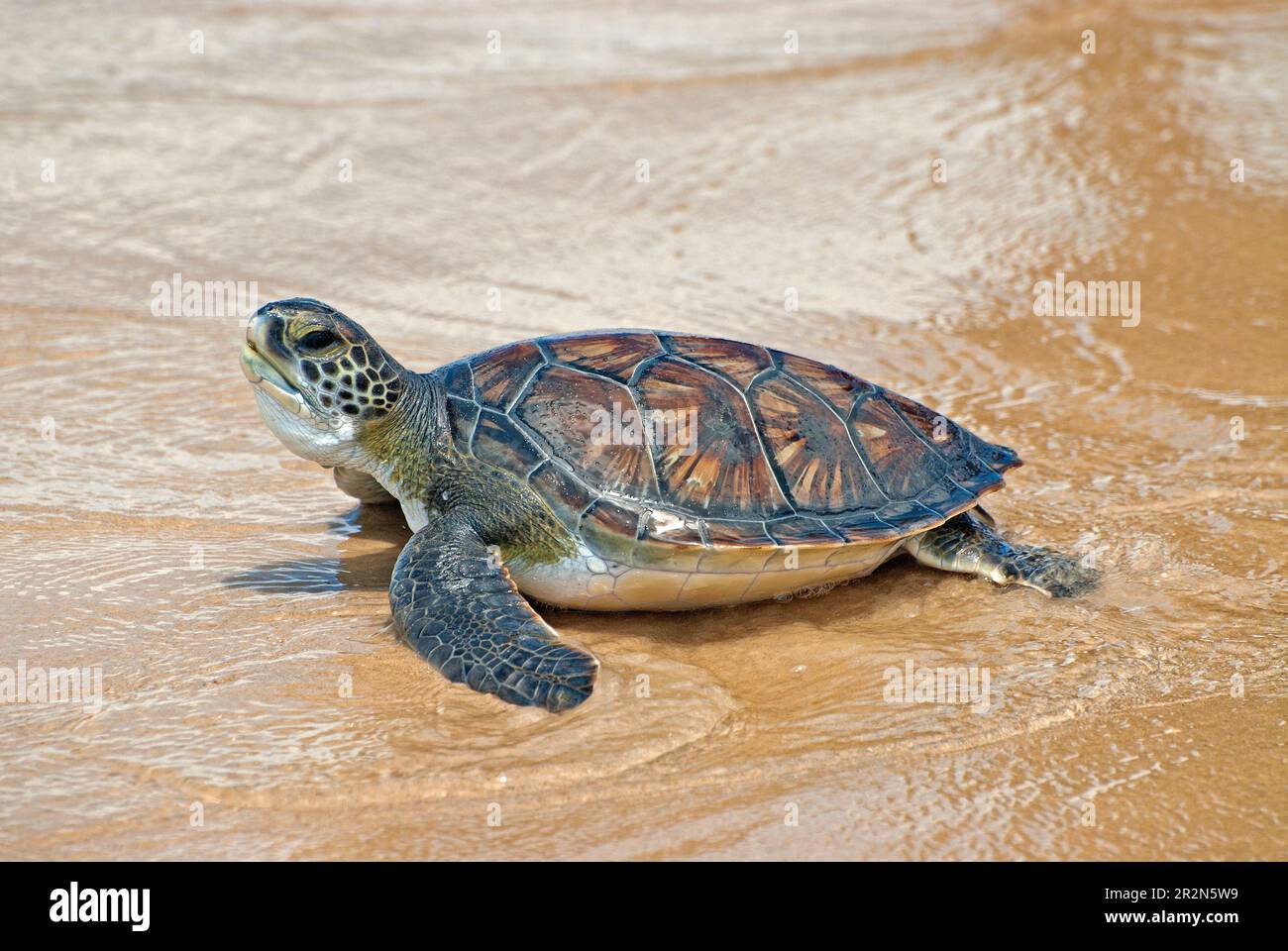 Sea turtle, Chelonia mydas,on a sandy shore, return to the sea Stock ...
