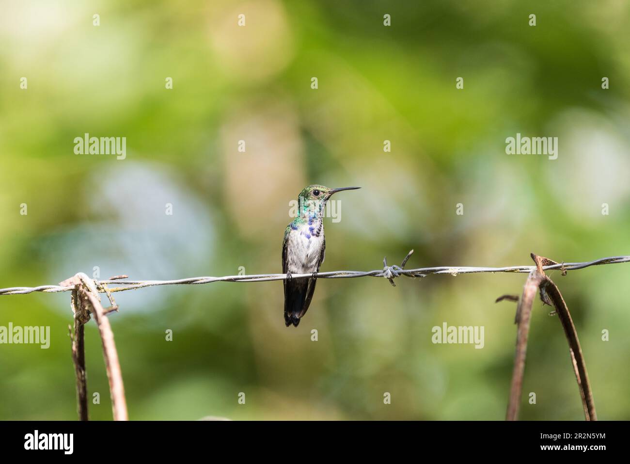Perched Blue-chested Hummingbird (Polyerata amabilis) in Panama Stock ...