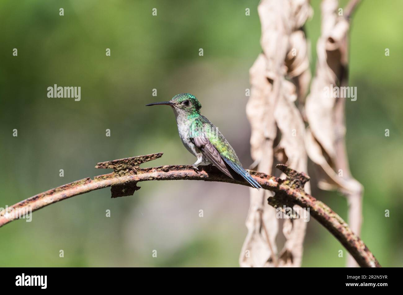 Perched Blue-chested Hummingbird (Polyerata amabilis) in Panama Stock ...