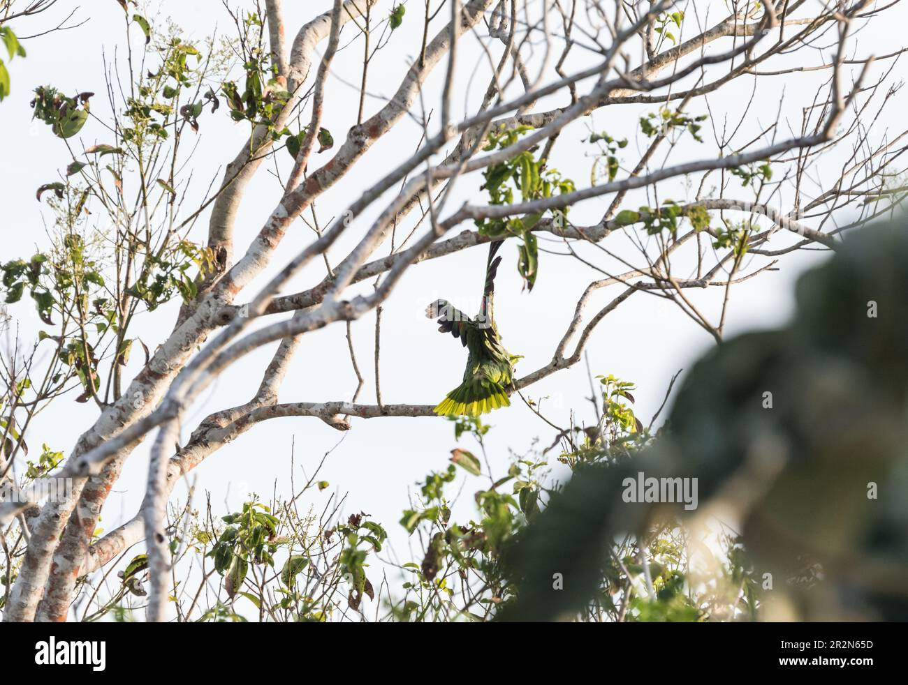 Perched wing-flapping Southern Mealy Parrot (Amazona farinosa) in ...