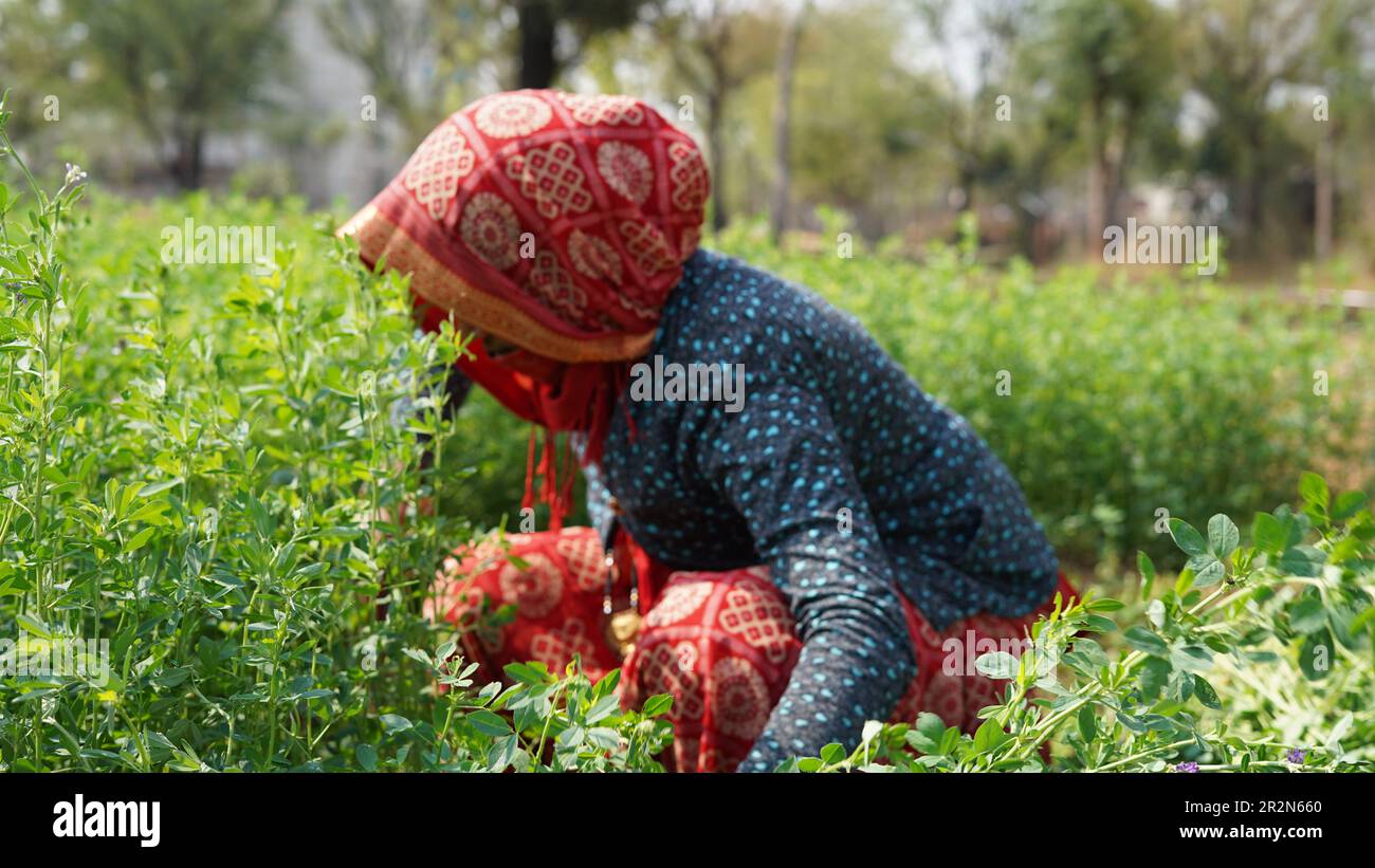 Woman farmer looking at camera and smiling, Alfalfa plants. Green ...