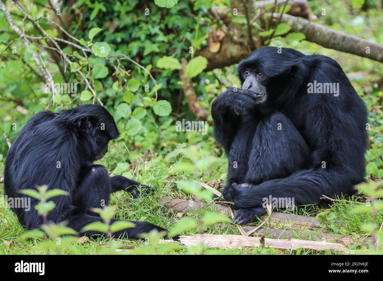 An agile Gibbon, one of the smaller apes of its kind, and one of the ...