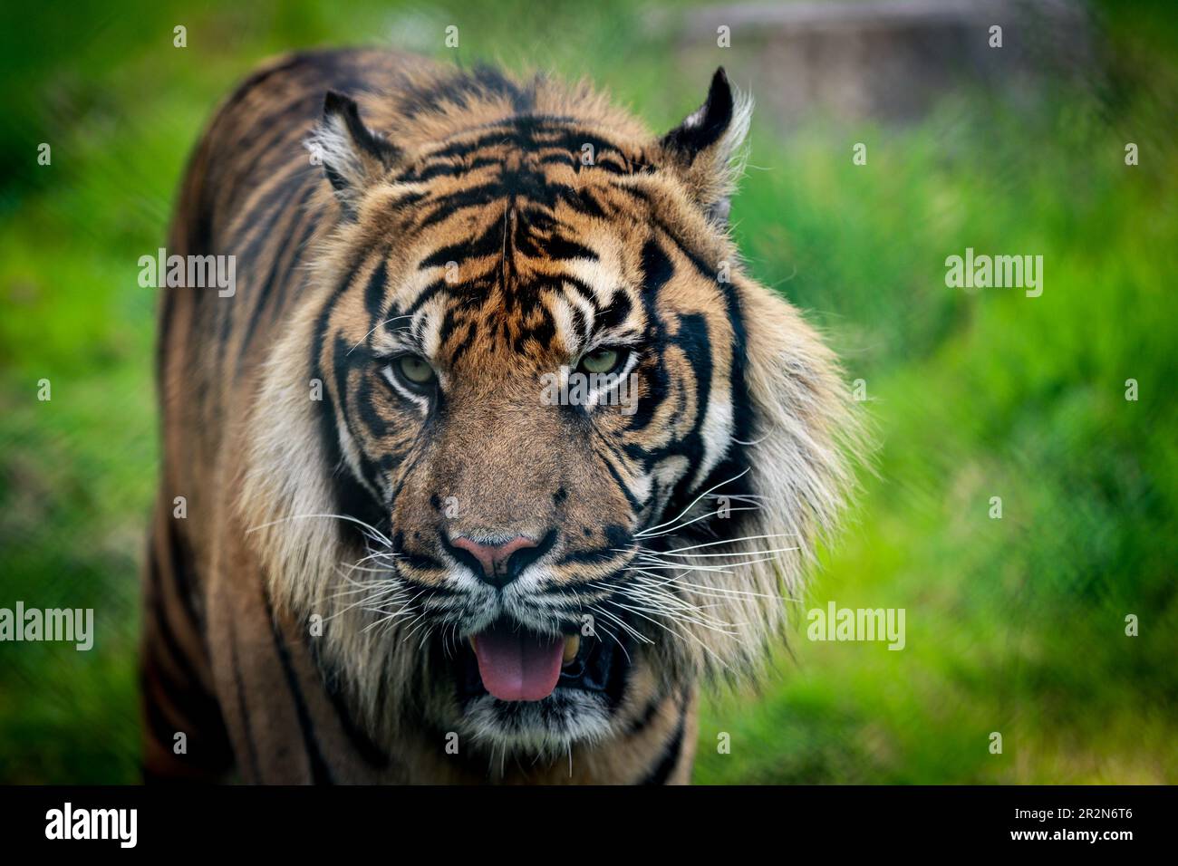 A Sumatran Tiger, which originally inhabits the Indonesian island of ...