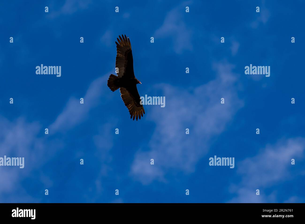 Turkey vulture flying in flight. Ashland, Oregon Stock Photo - Alamy