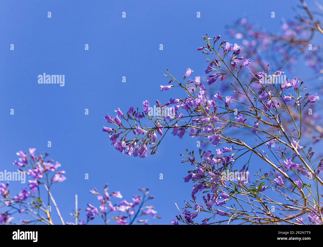 Close up of Violet blue purple flowers of the Jacaranda Mimosifolia ...