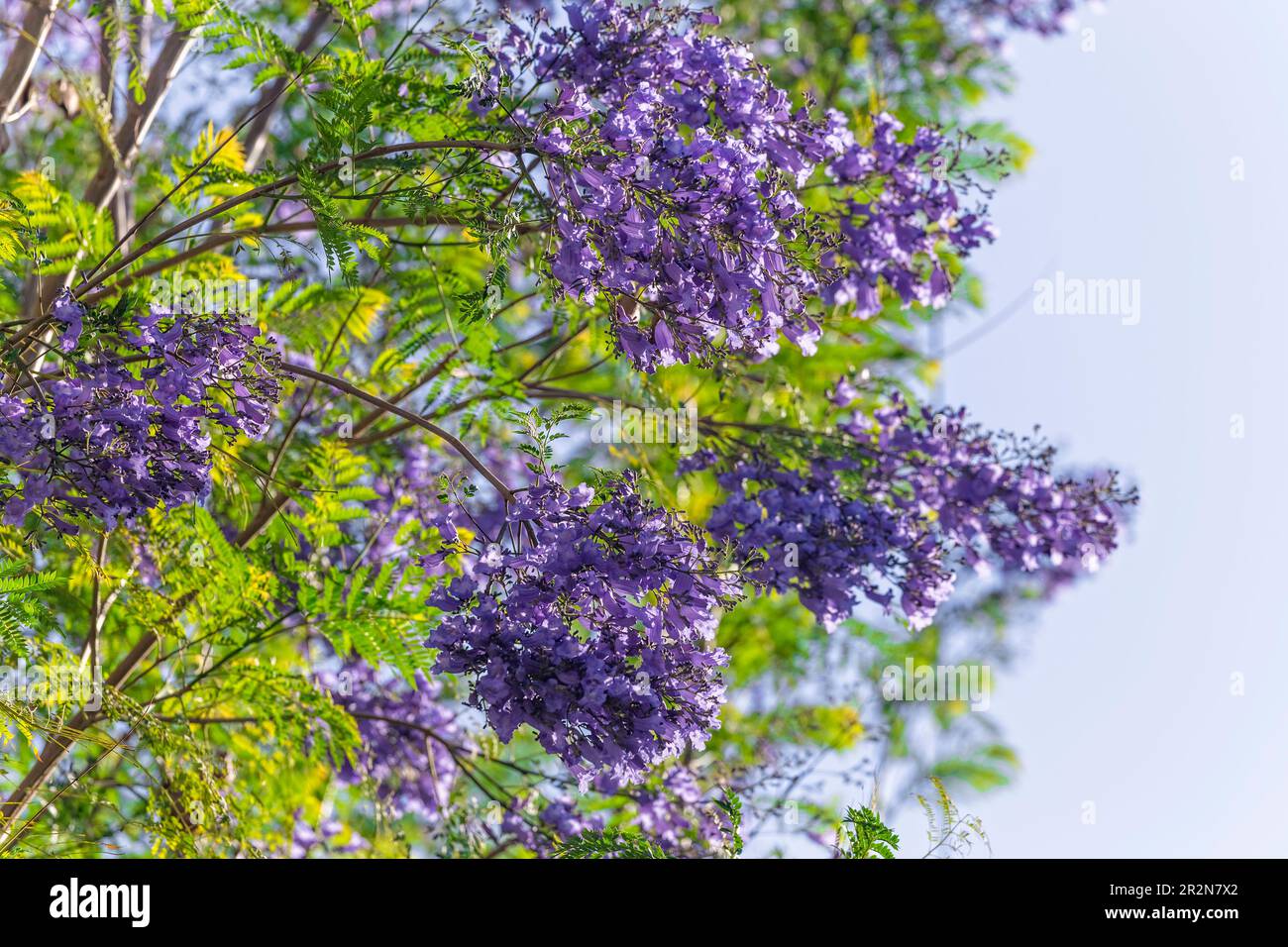 Close up of Violet blue purple flowers of the Jacaranda Mimosifolia tree, jacaranda, blue ...