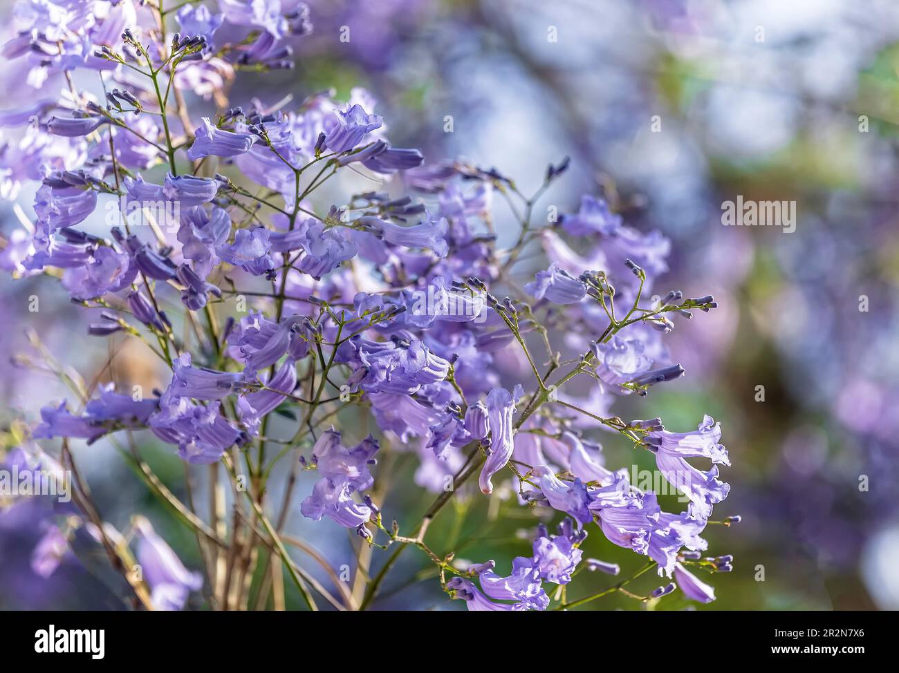 Close up of Violet blue purple flowers of the Jacaranda Mimosifolia ...