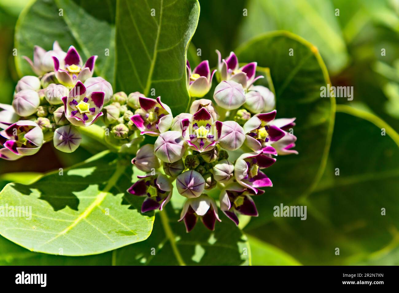 Flowers of calotropis procera(Sodom apple) tree also known as Apple of ...