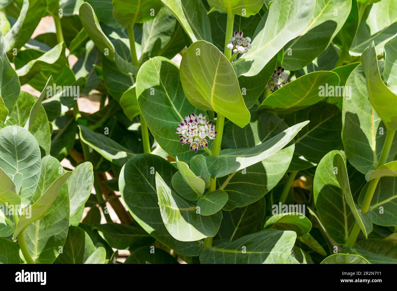Flowers of calotropis procera(Sodom apple) tree also known as Apple of ...