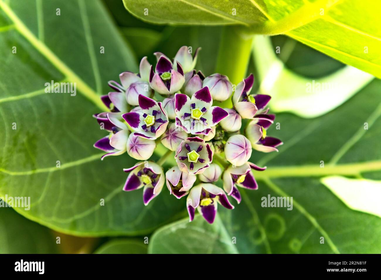Flowers of calotropis procera(Sodom apple) tree also known as Apple of ...