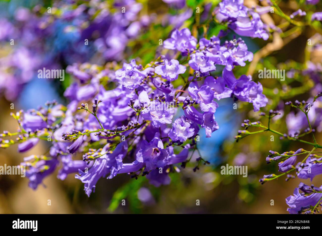 Close up of Violet blue purple flowers of the Jacaranda Mimosifolia tree, jacaranda, blue ...