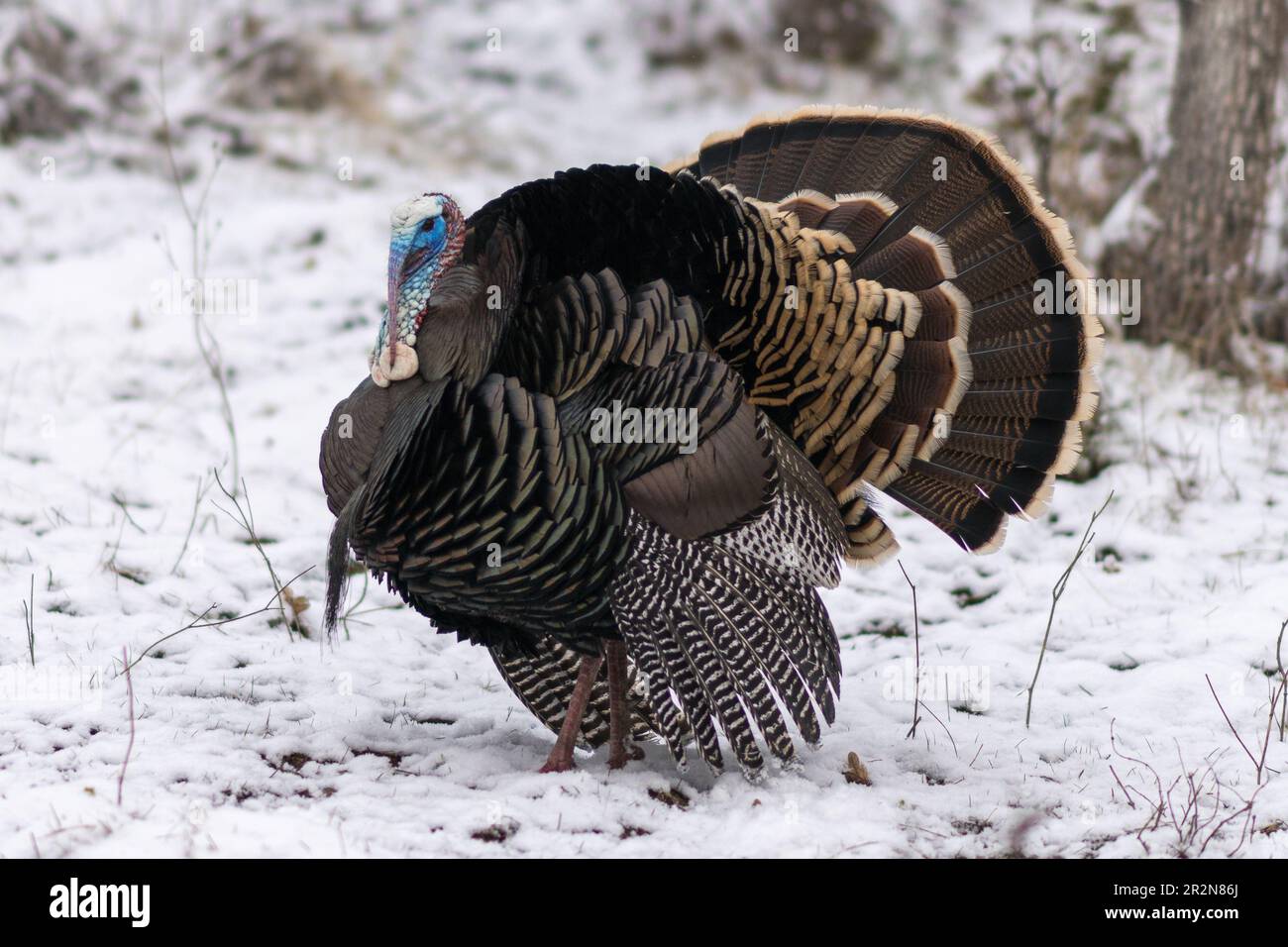 Wild turkey in the snow. Ashland, Oregon Stock Photo - Alamy