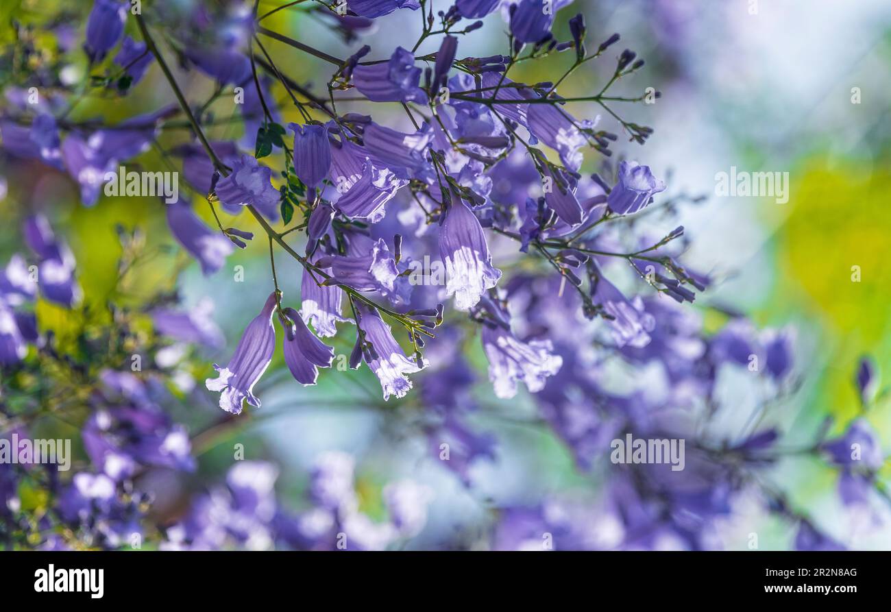 Close up of Violet blue purple flowers of the Jacaranda Mimosifolia ...