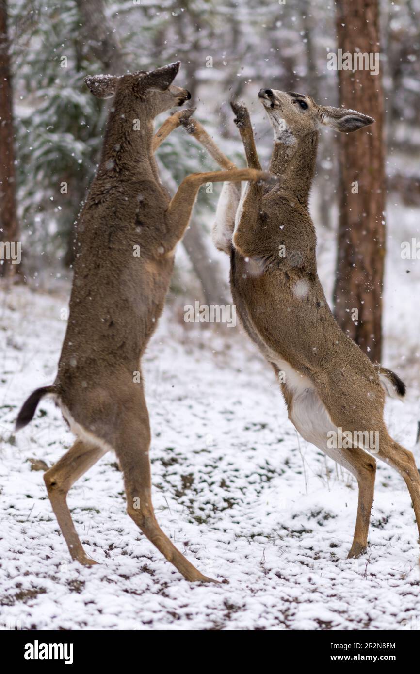 White-tailed deer standing and fighting in the snow. Ashland, Oregon ...