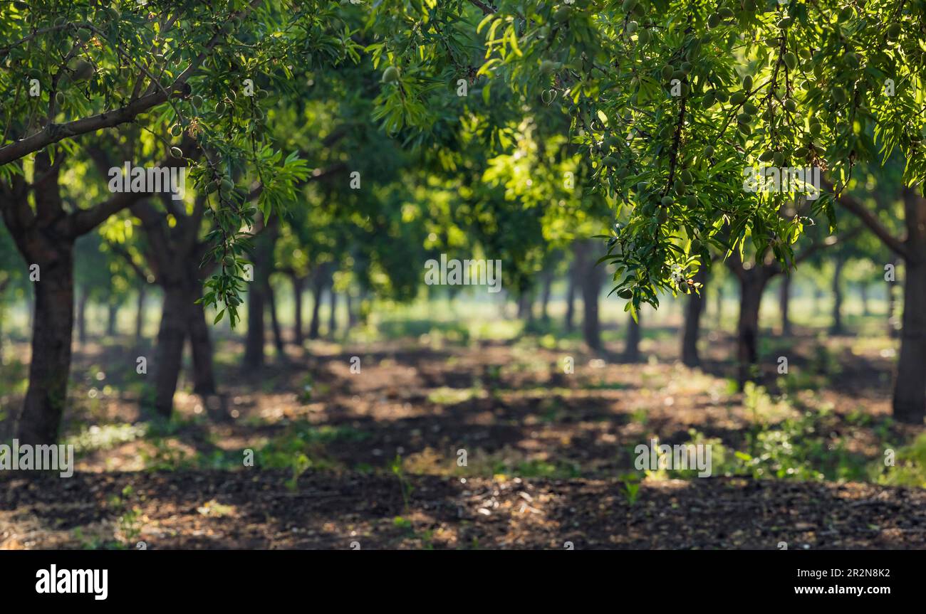 Beautiful almond garden, rows of almond trees with greend almond fruits ...