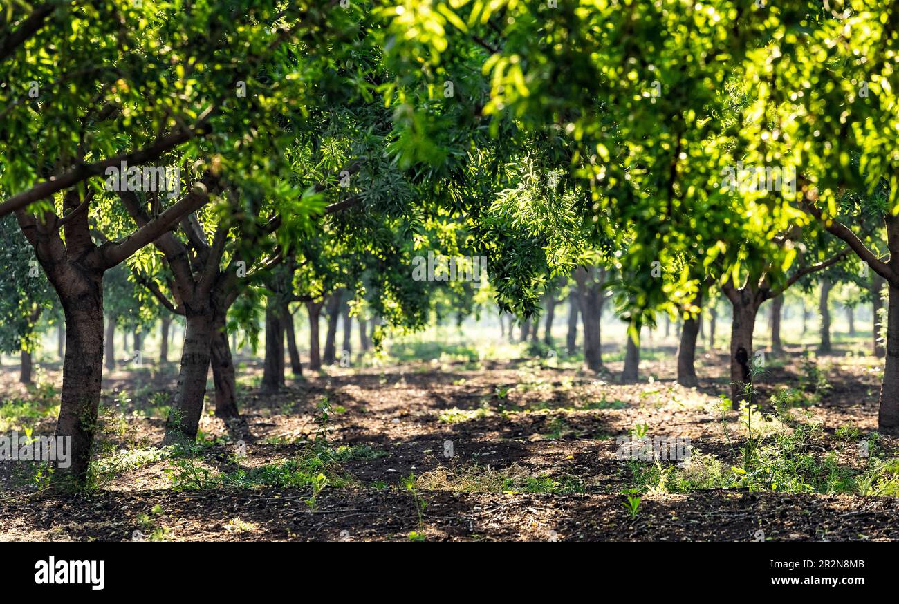 Beautiful almond garden, rows of almond trees with greend almond fruits ...