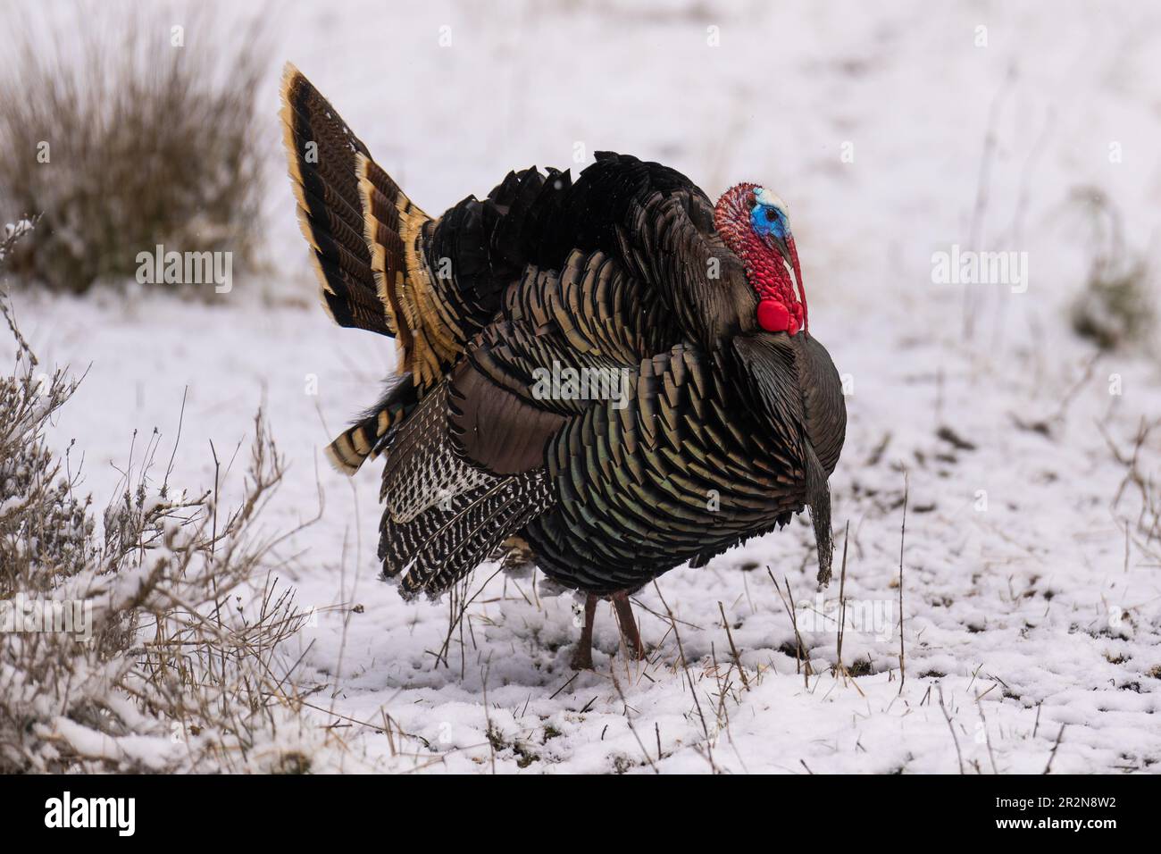 Oregon turkey hi-res stock photography and images - Alamy