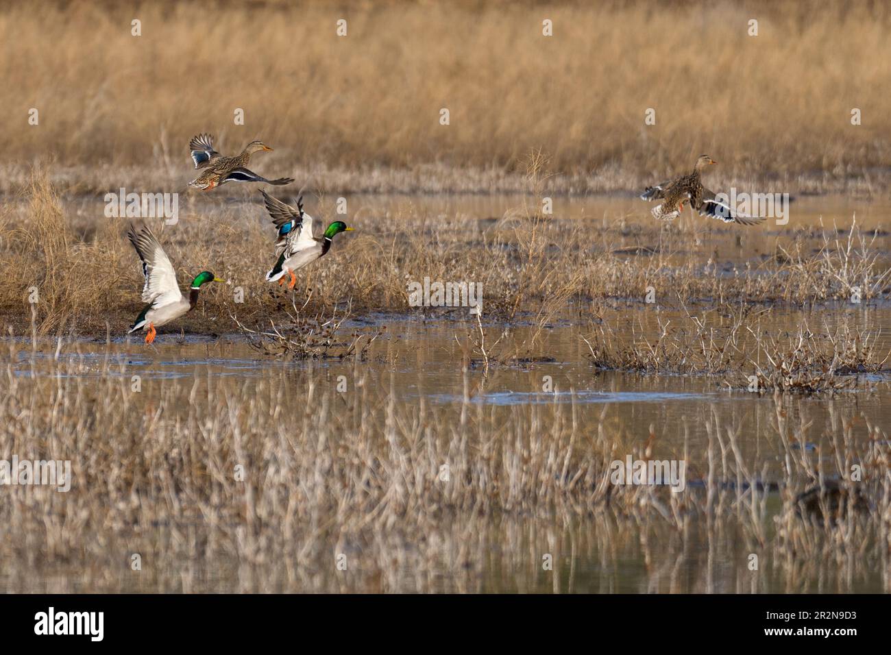 Mallard ducks flying in flight. Ashland, Oregon Stock Photo - Alamy