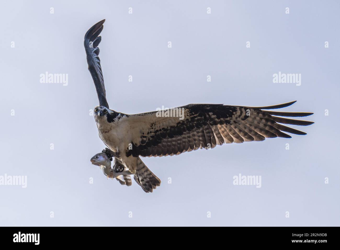 Prey fish flight flying bird hi-res stock photography and images - Alamy