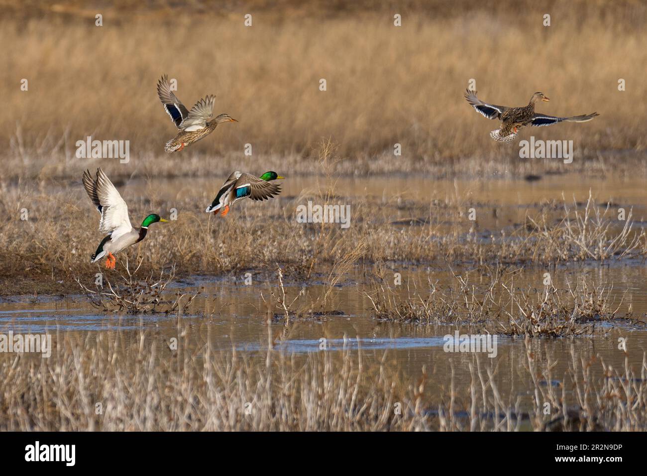 Mallard ducks flying in flight. Ashland, Oregon Stock Photo - Alamy