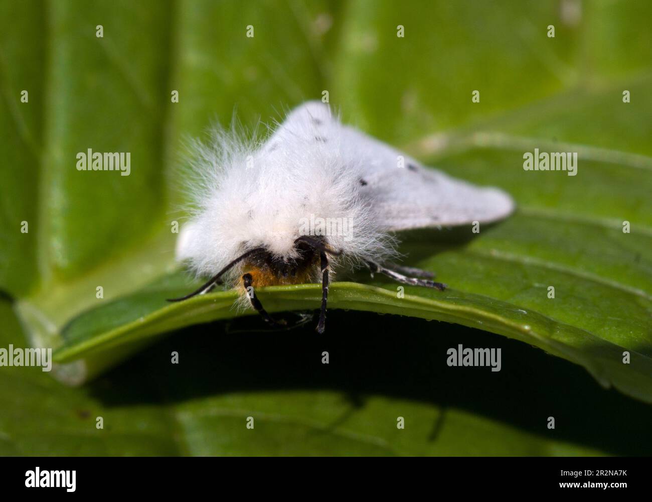 White Ermine Moth Stock Photo - Alamy