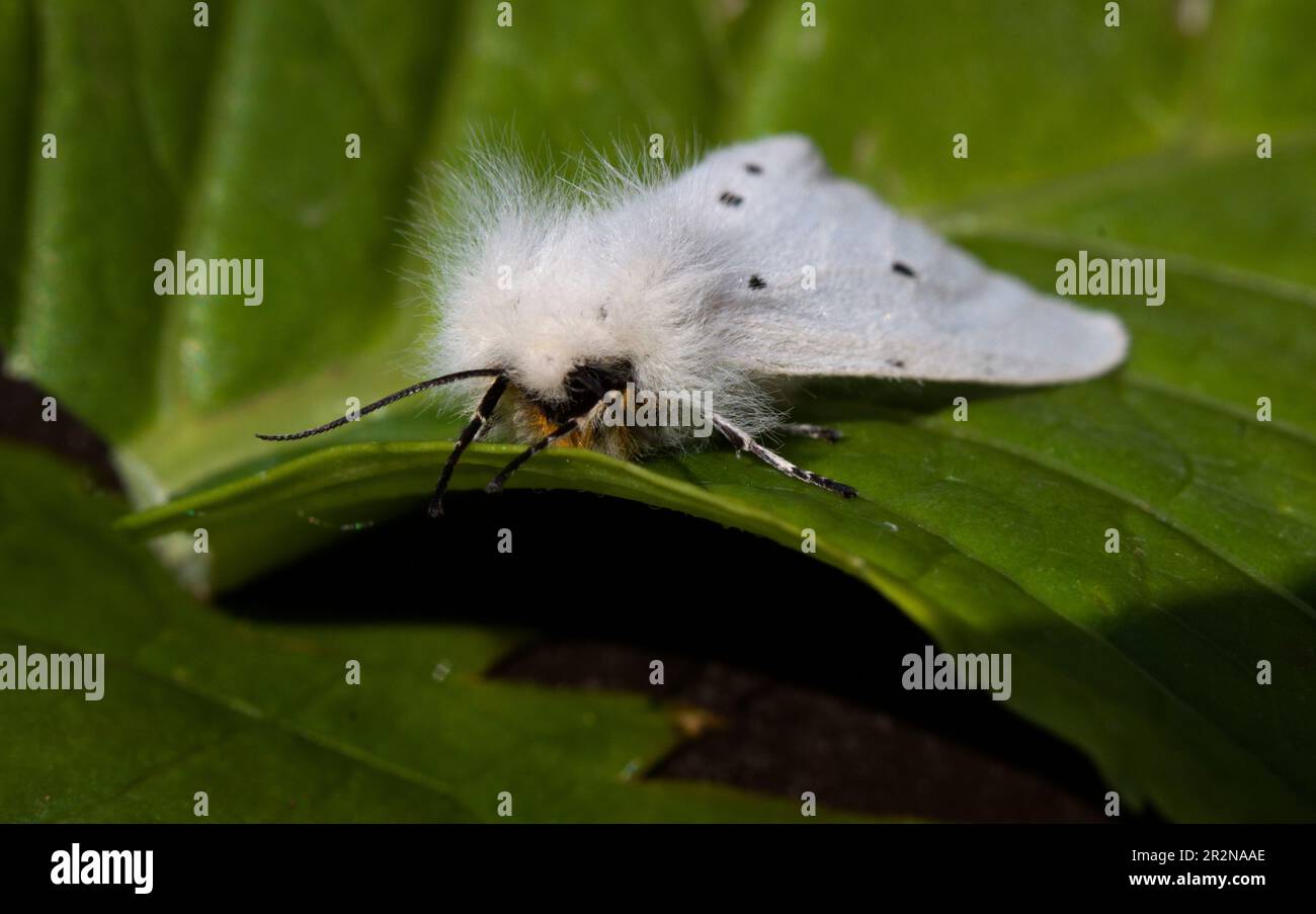 Hedgerow moth hi-res stock photography and images - Alamy