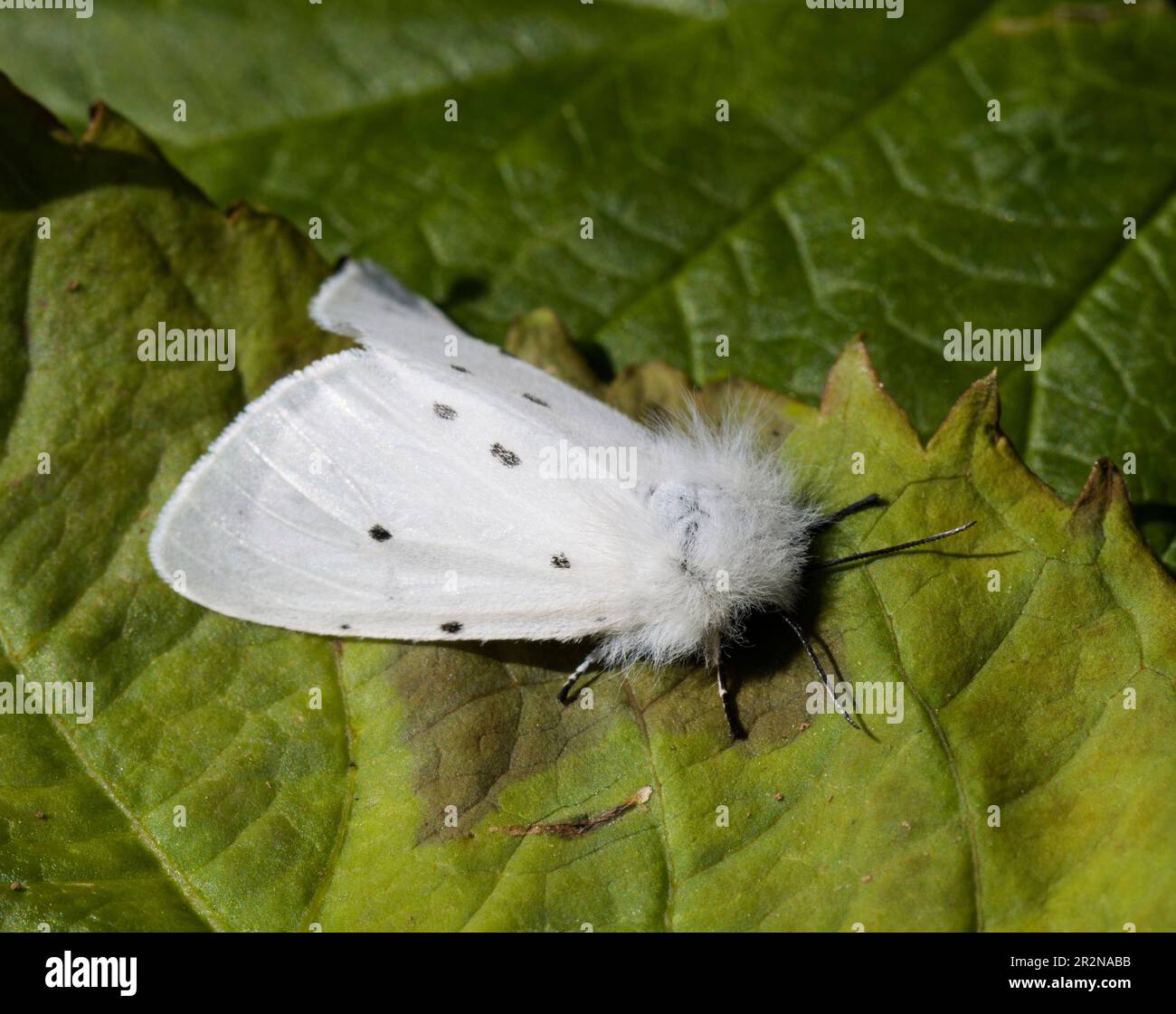 White Ermine Moth Stock Photo - Alamy