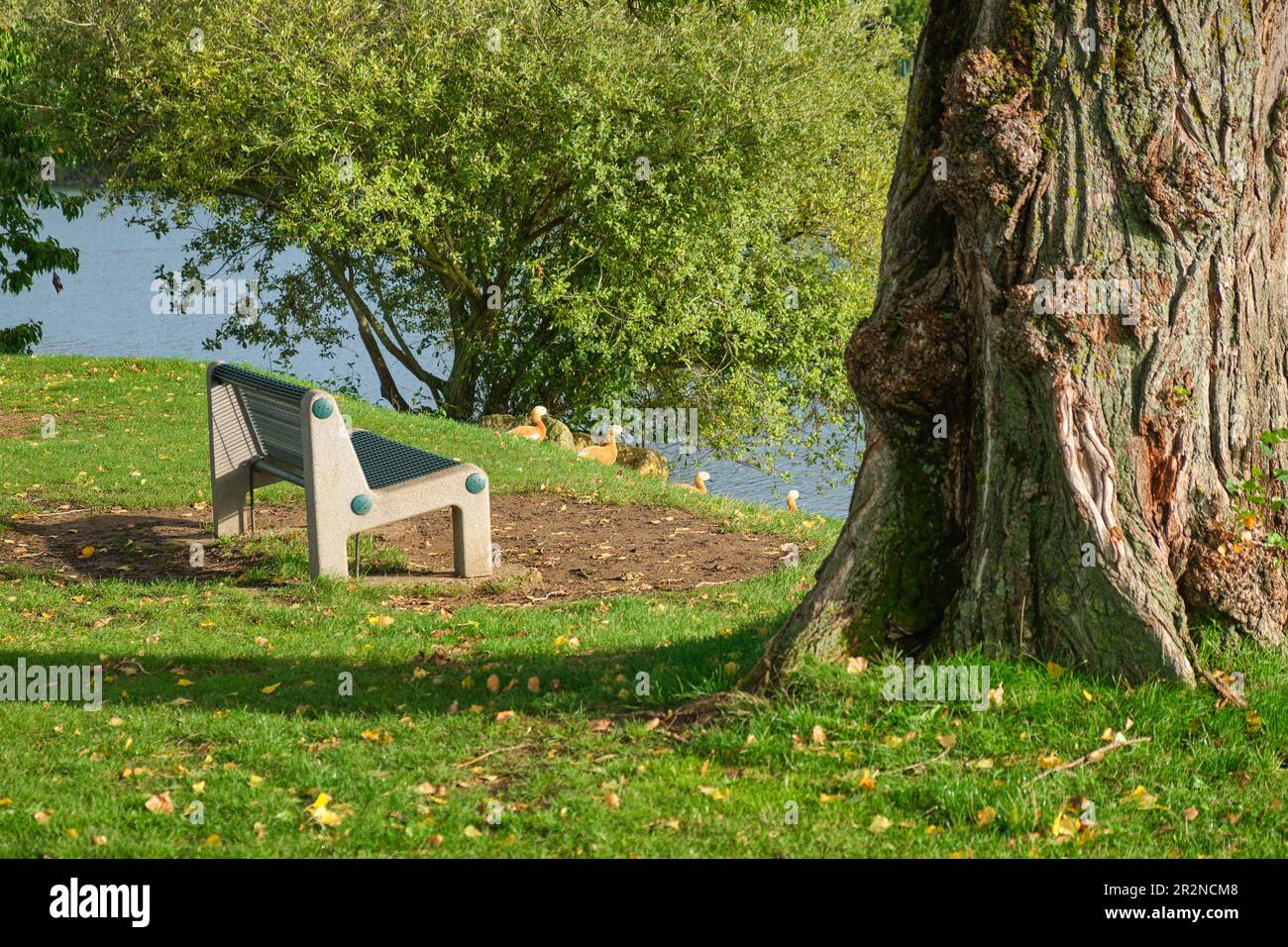 city park near the lake. A bench by the water. Yellow ducks on the ...