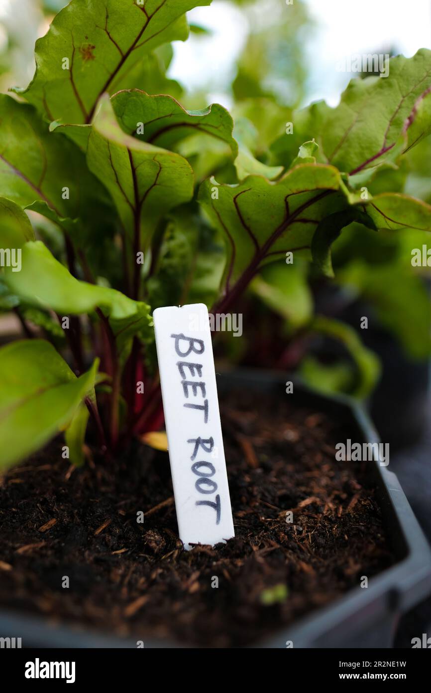 Beetroot plant hi-res stock photography and images - Alamy