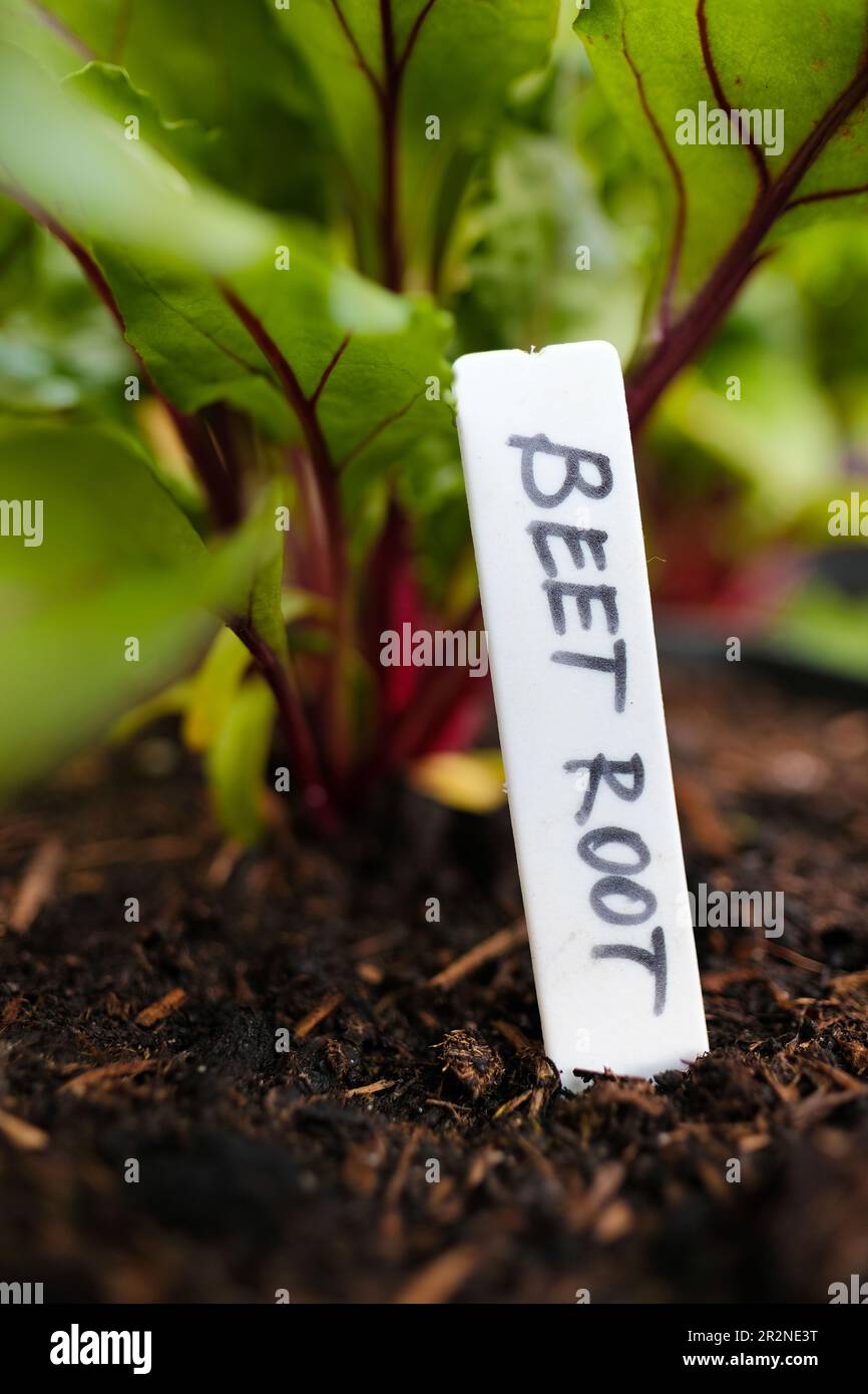 Beetroot plant hi-res stock photography and images - Alamy