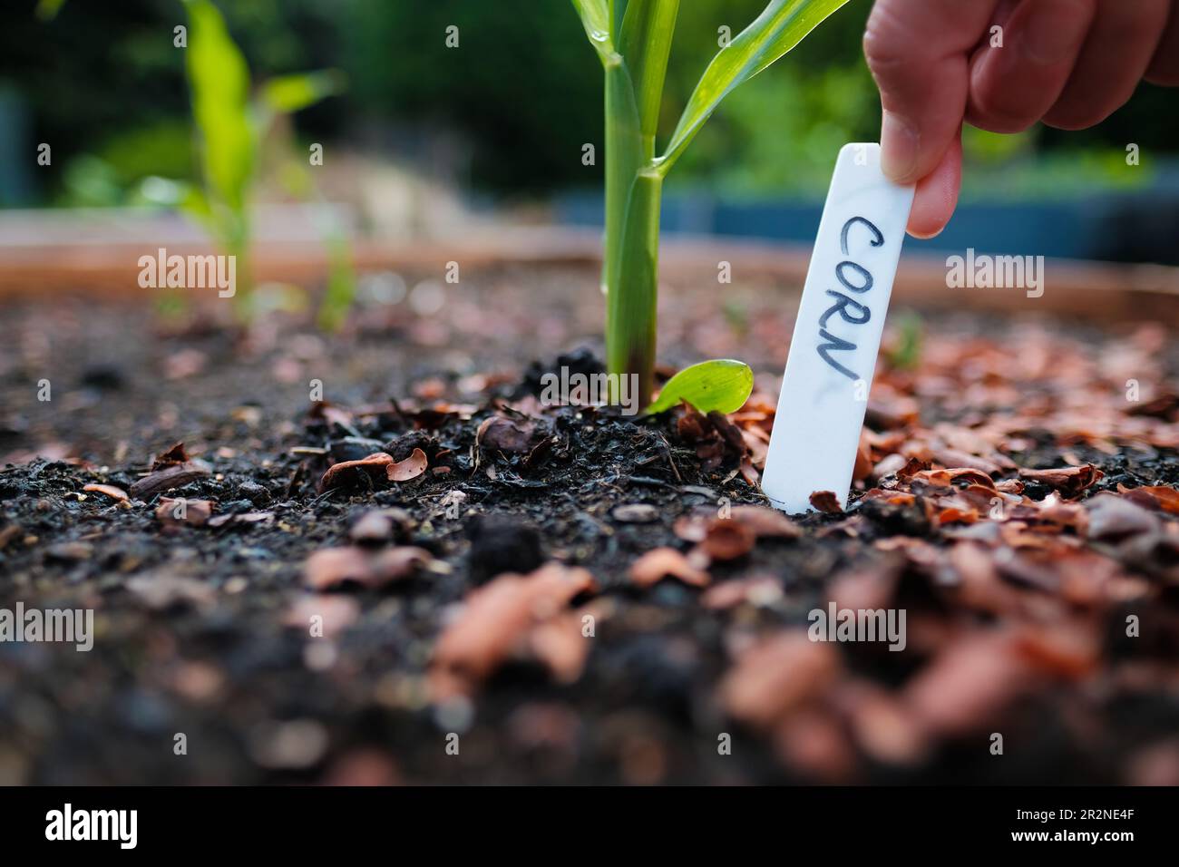 Germination corn hi-res stock photography and images - Alamy