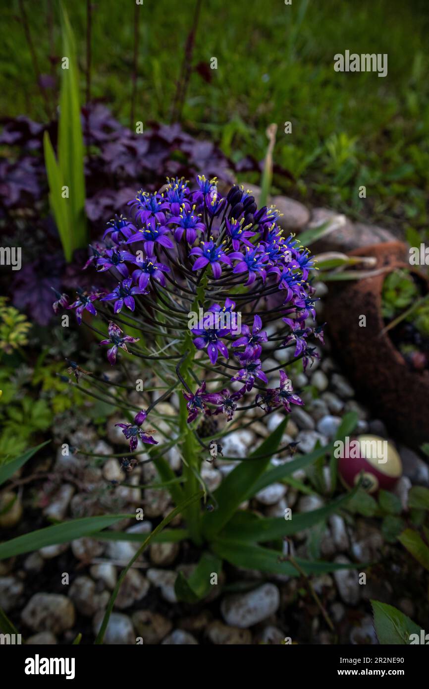 Squill in the garden hi-res stock photography and images - Alamy
