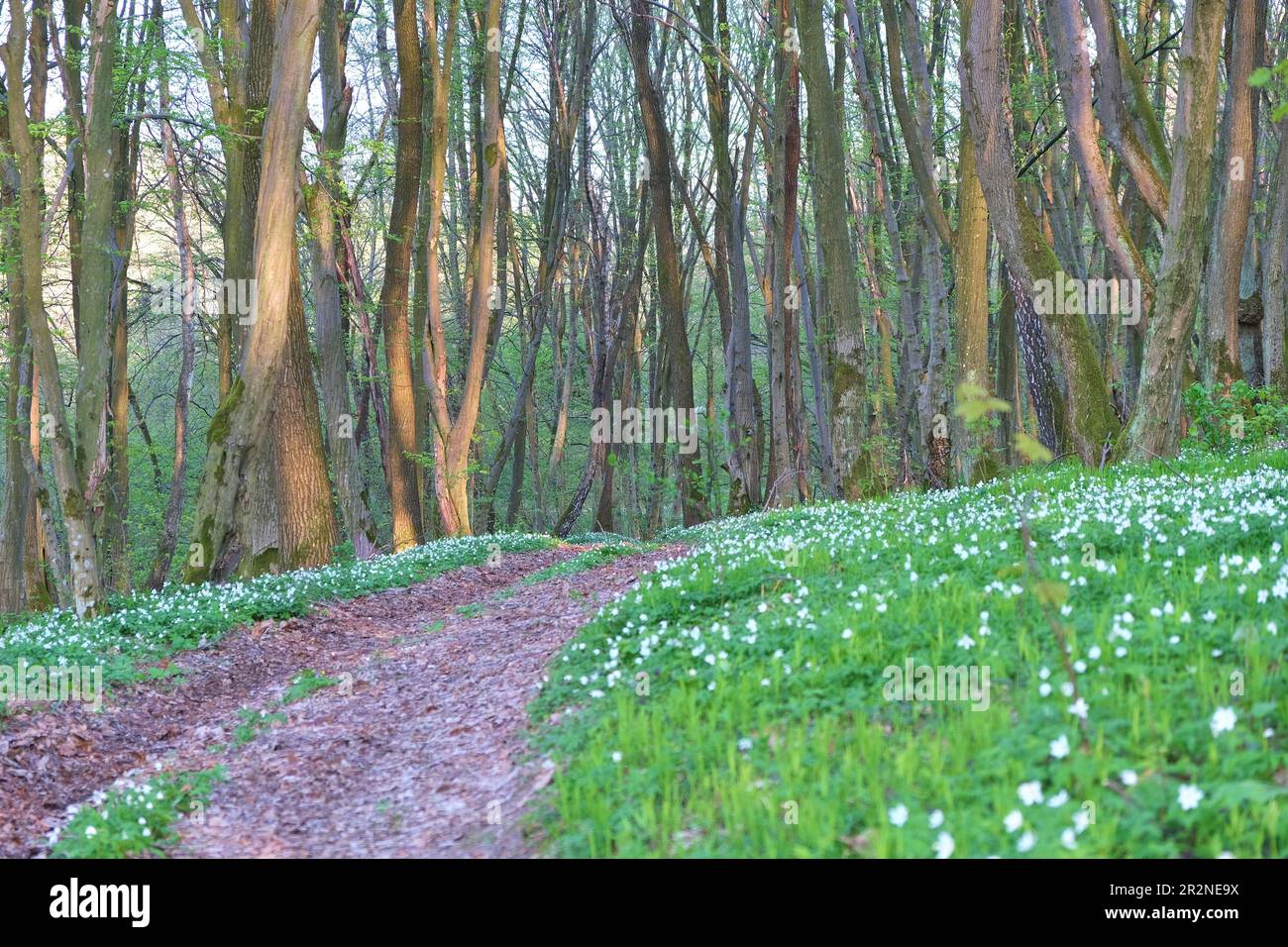 landscape. Forest in spring. Beautiful trees are illuminated by the sun ...
