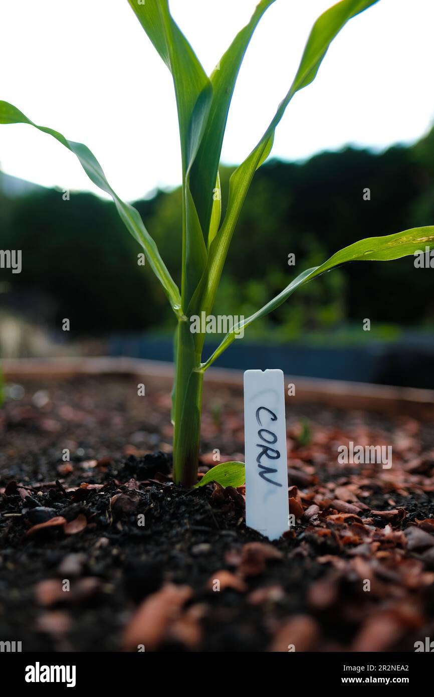 Close up of a growing corn plants with a label in an urban vegetable ...