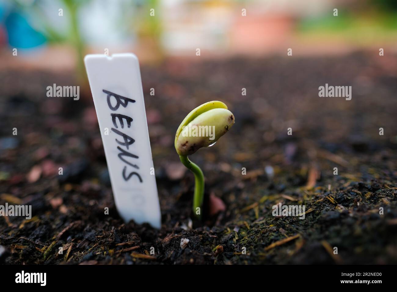 Close up of a growing bean plant with a label in an urban vegetable ...