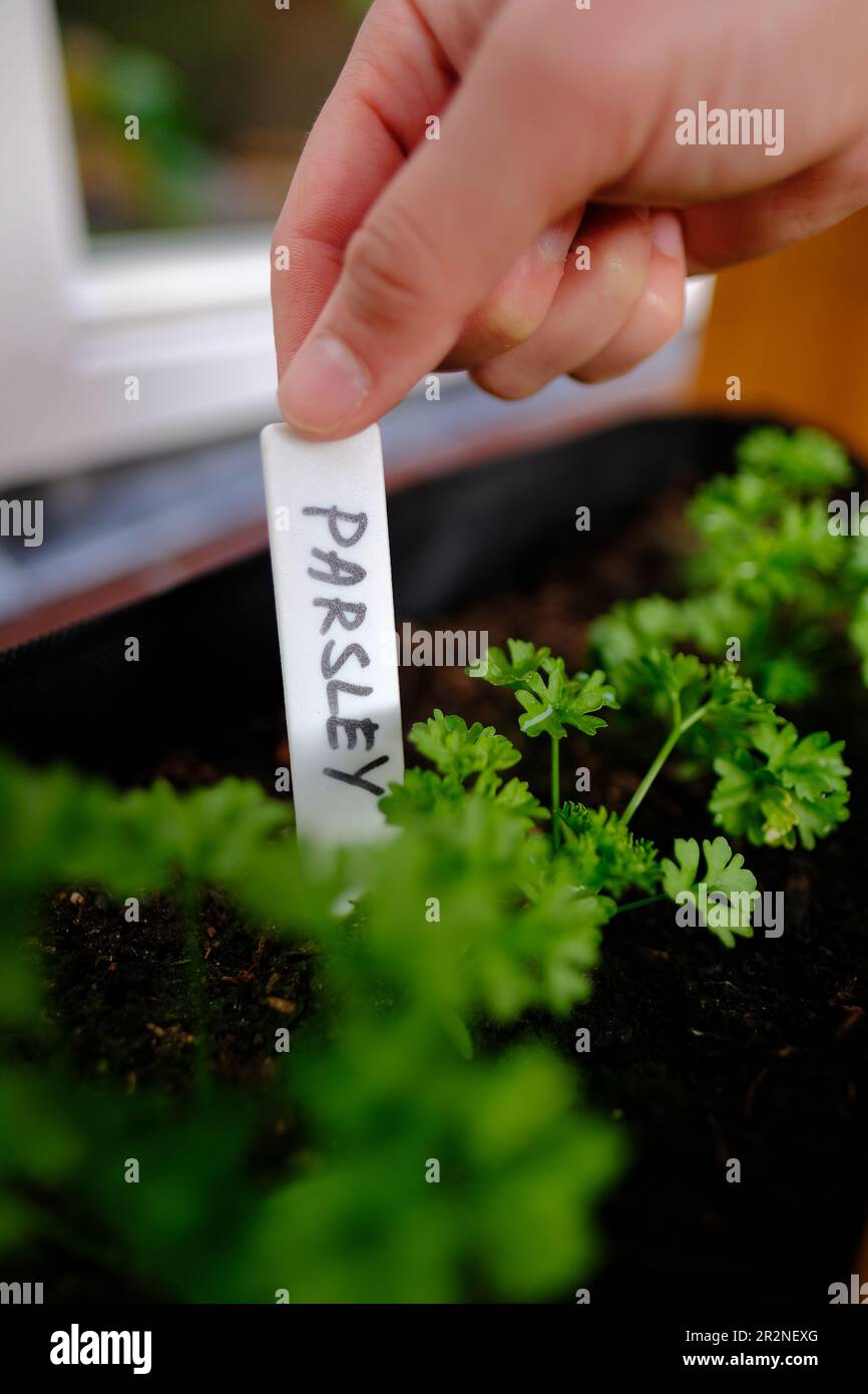 Close up of growing parsley plants with a label in a urban vegetable ...