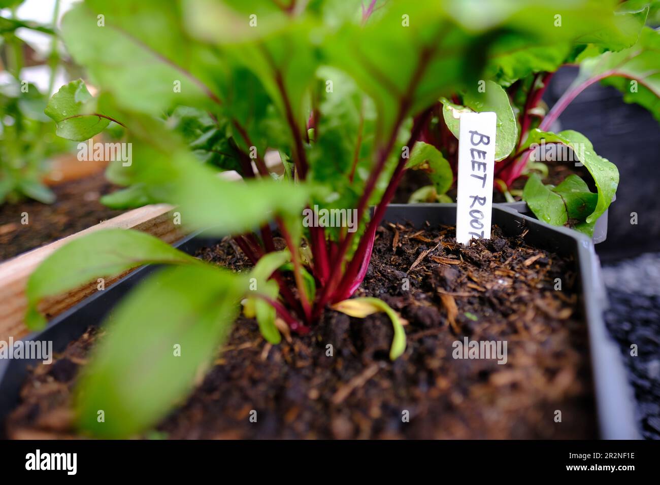 Close up of a growing beetroot plant with a label in a urban vegetable ...