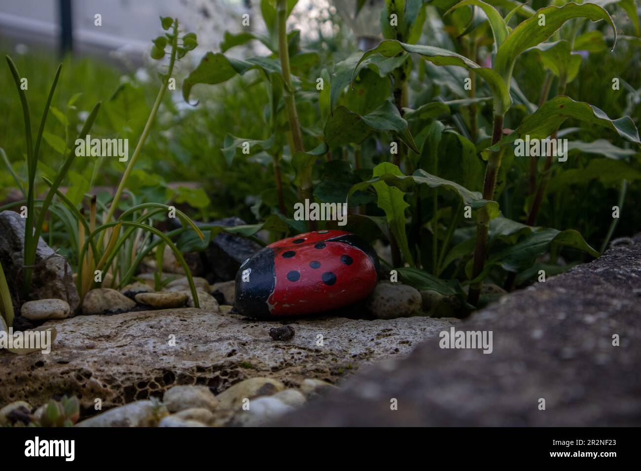 Stone ladybird in the home garden Stock Photo - Alamy