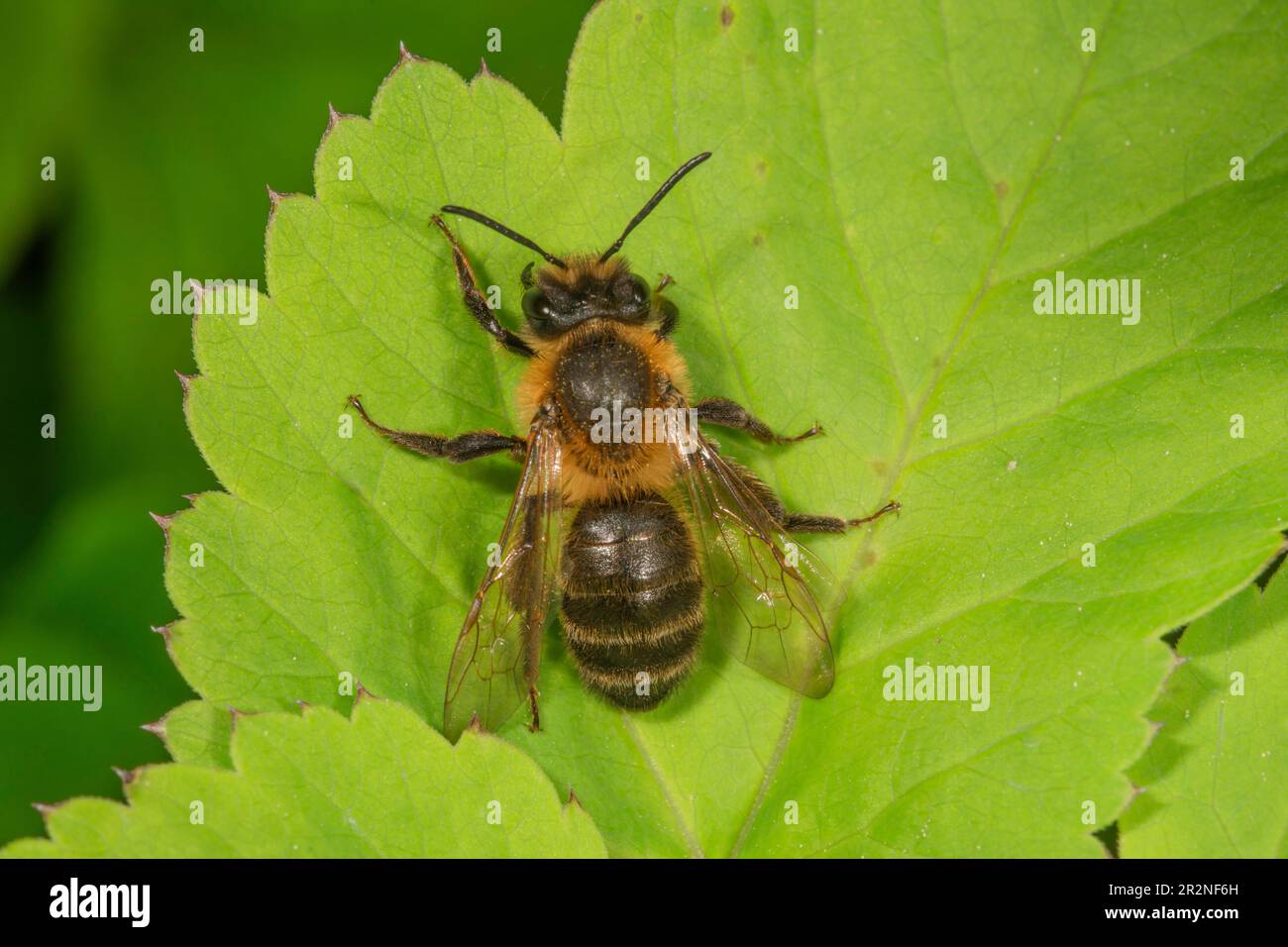 Early mining bee (Andrena haemorrhoa), basking on a leaf, Baden ...