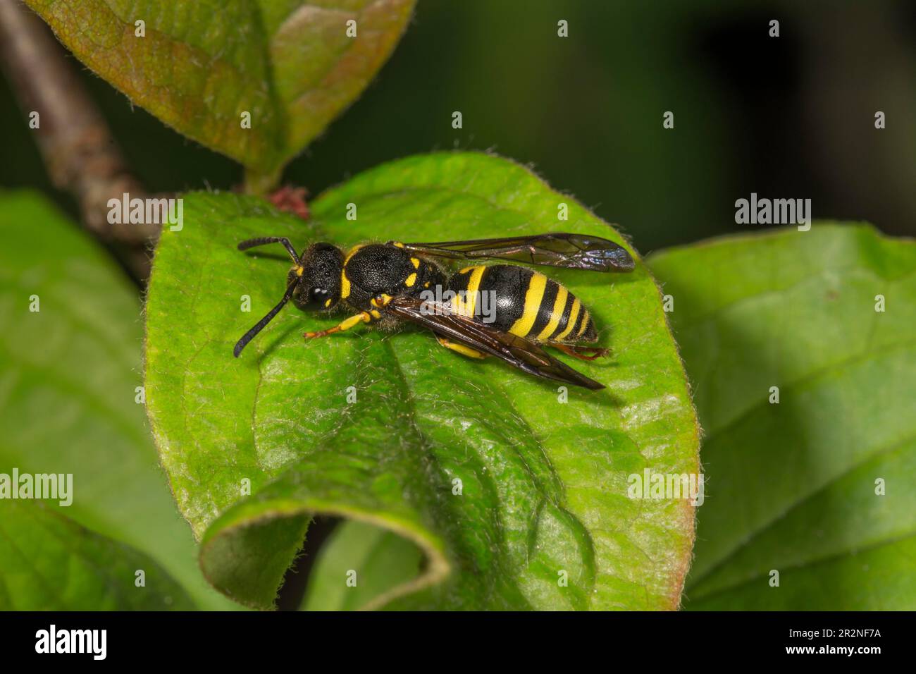 Clay wasp (Ancistrocerus nigricornis) on a leaf, Baden-Wuerttemberg ...