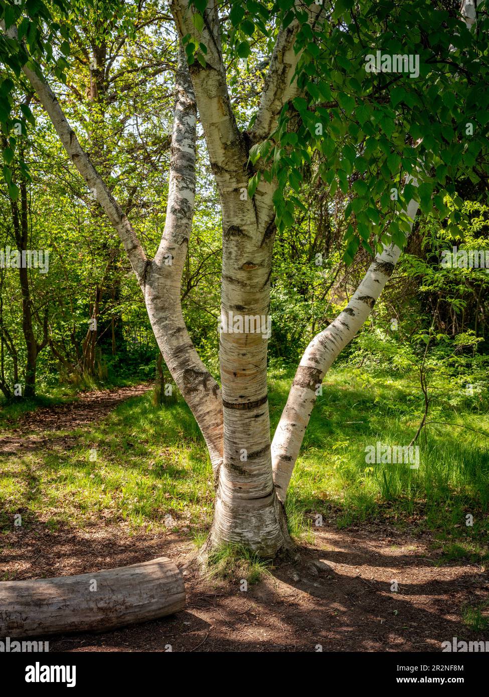 Three branched tree hi-res stock photography and images - Alamy